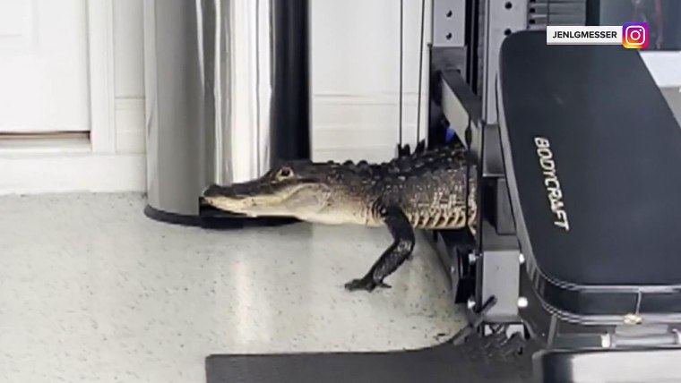 Alligators and snakes lurk in Florida floodwaters after Hurricane Milton