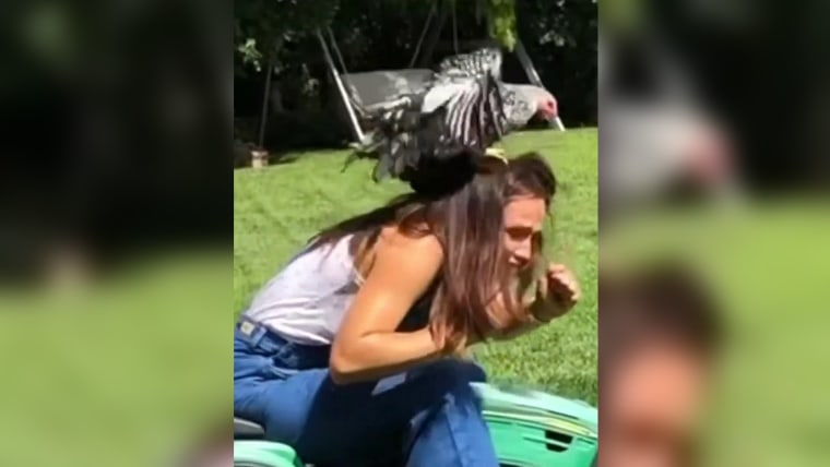 Watch Jennifer Garner's hilarious surprise chicken encounter