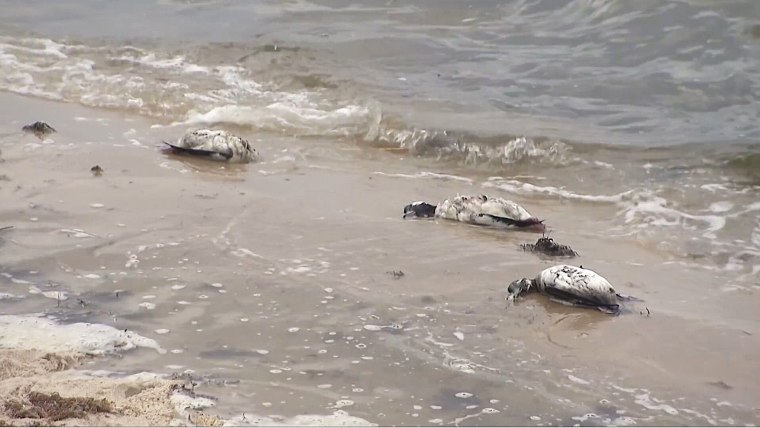 Dead birds found on New York beach believed to have died from avian flu