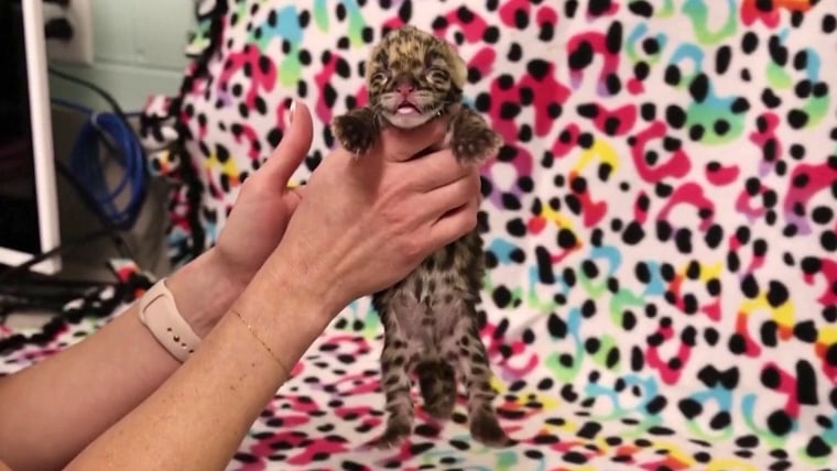 Nashville Zoo welcomes clouded leopard cub: See the pics!