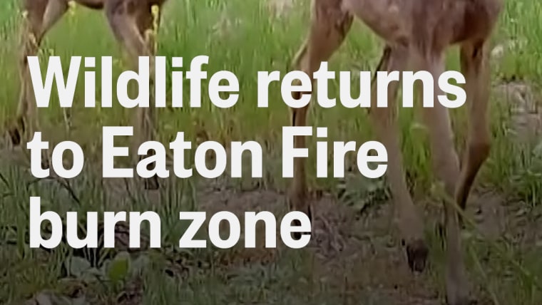 Wildlife returns to Eaton Fire burn zone