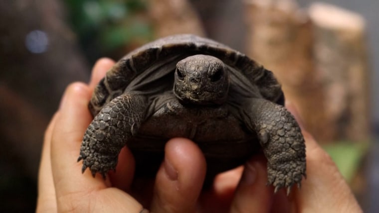Galapagos tortoise celebrates his 135th birthday and his first Father's ...