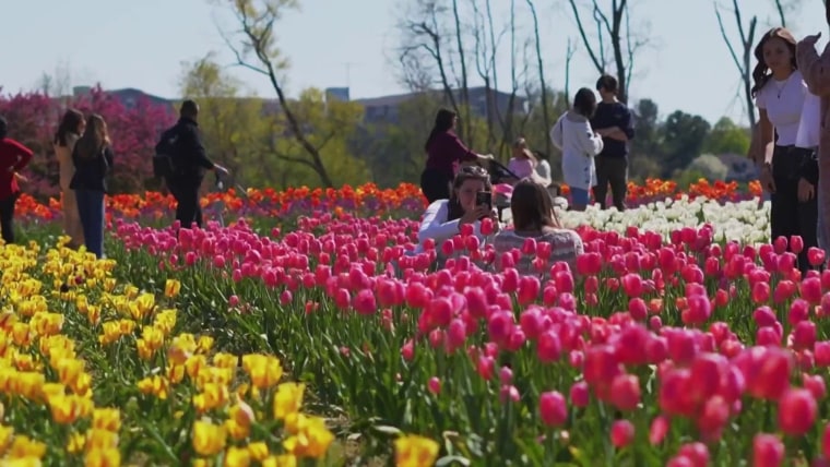 Tulip Time festival draws 600,000 tourists celebrating colorful flower