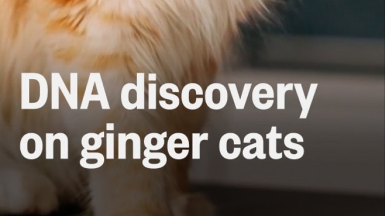 DNA discovery explains fur color of ginger cats