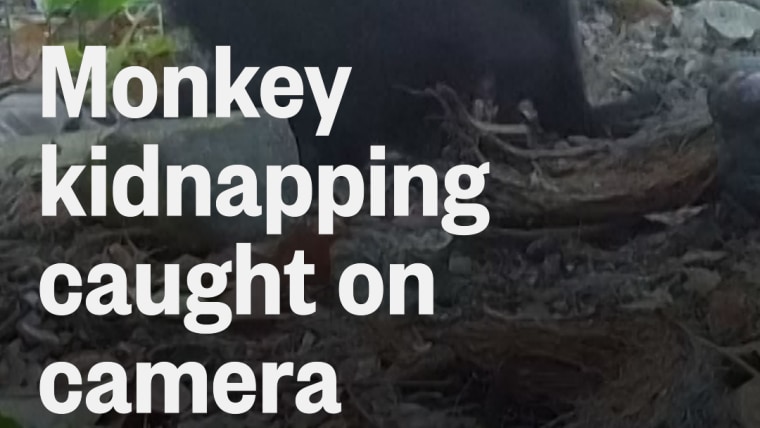 Capuchin monkeys kidnap howler monkey babies