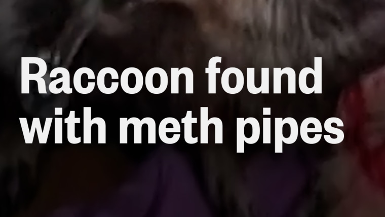 Raccoon found with meth pipes during Ohio traffic stop