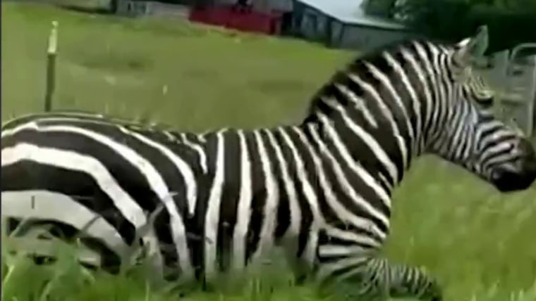Runaway zebra on the loose in Tennessee captivates community