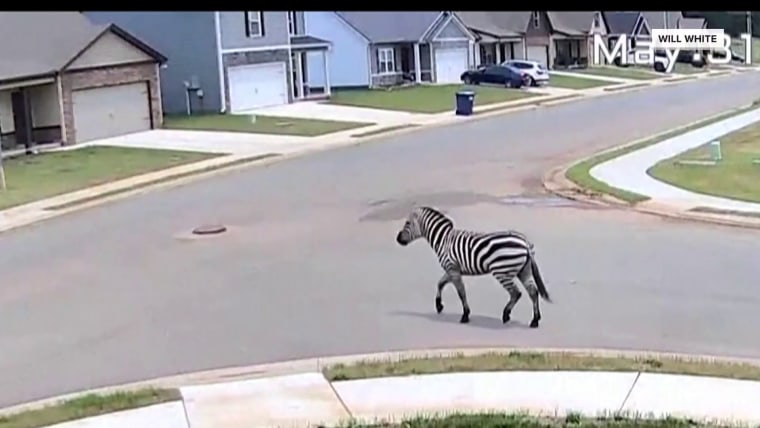 Missing Zebra in Tennessee Spotted After Escaping
