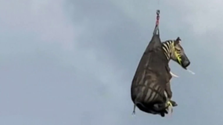 Runaway zebra airlifted to safety