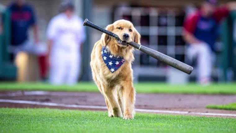 Bruce the Bat Dog Makes MLB Debut for Washington Nationals