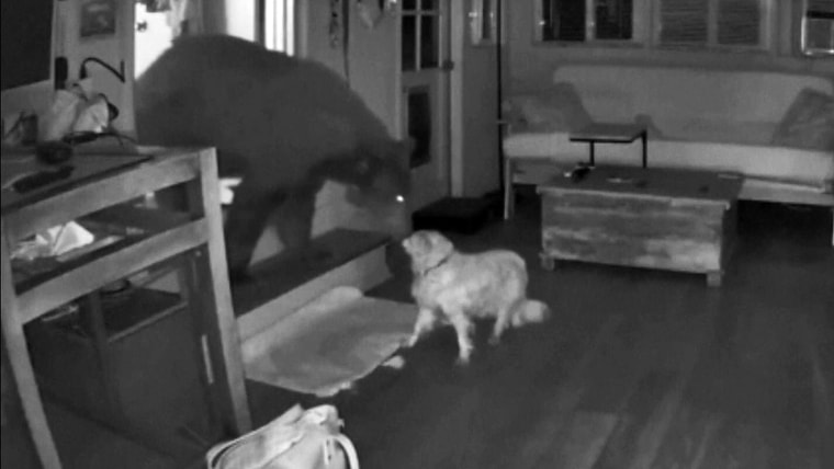 Bear Invades Home and Goes Snout-to-Snout with Pet Dog