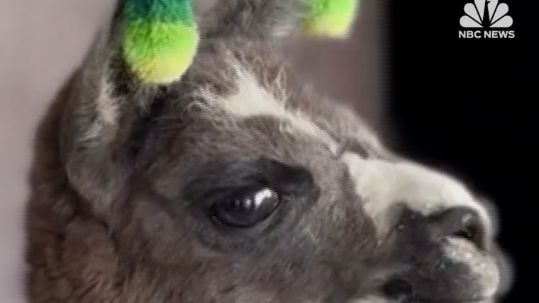 Chile police station adopts orphaned baby llama