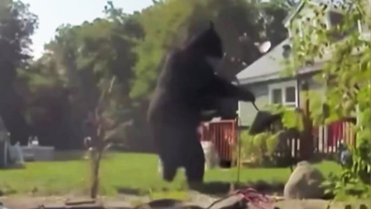 Massachusetts Town on Alert after 400-Pound Bear Sighting