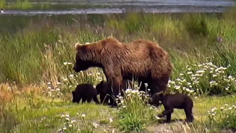 2025 Fat Bear Week: Here’s What Animal Lovers Can Expect