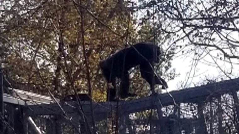 Chimpanzee Captured After Escape Enclosure at Indianapolis Zoo