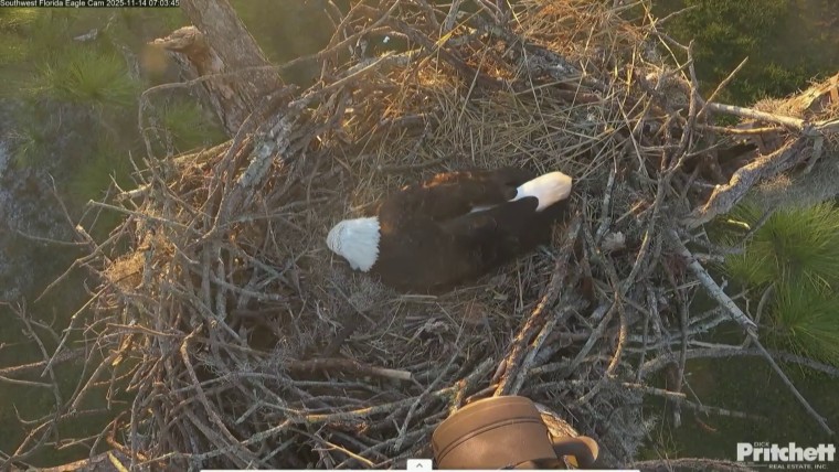 empty eagle nest
