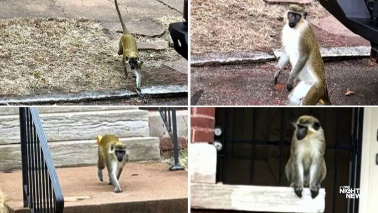 complete monkey news