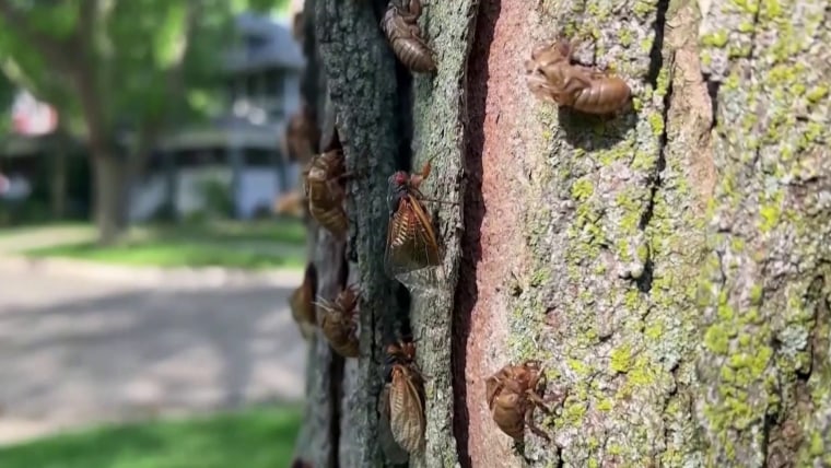 What’s Behind the Early Bug Boom Ahead of Spring and Summer?