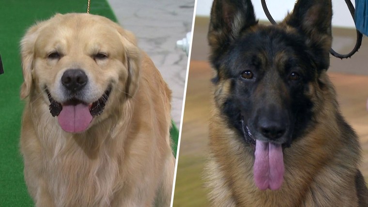 Top 5 Dog Breeds for 2026: Dachshund, Golden Retriever, More