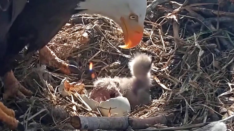 Eagle Couple Jackie and Shadow Welcome 2 New Eaglets