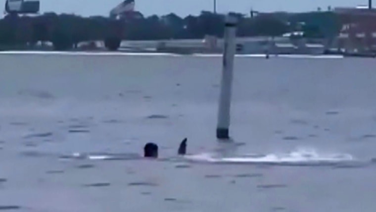 Man Attacked by Shark While Snorkeling Near Naval Base in Chilling Video