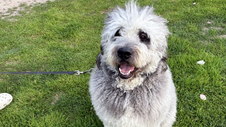 LAPD kills dog in Knicks shirt while responding to call about screaming ...