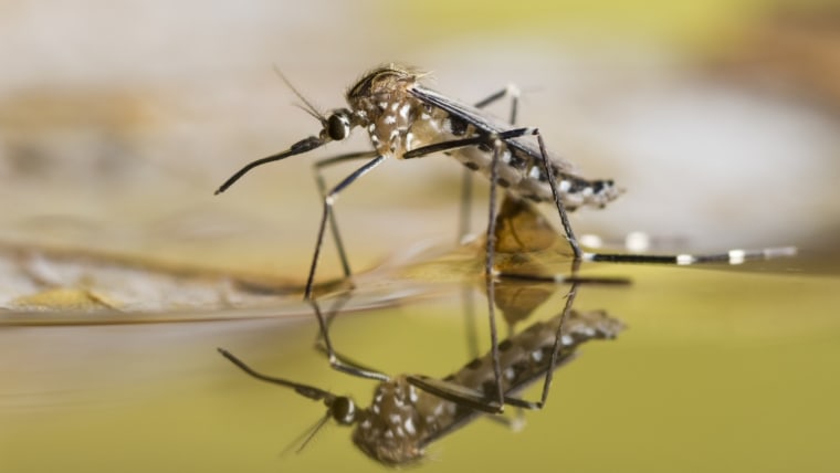 ¿Dónde se esconden los criaderos de mosquitos? Una epidemióloga responde