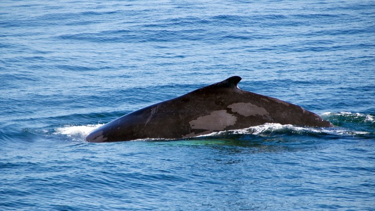 Planeta Tierra: Fallece célebre ballena que fue rescatada tras quedar ...