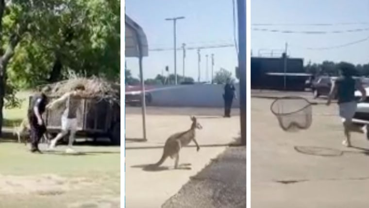 Vea cómo policías persiguieron a un canguro que andaba suelto en Texas ...