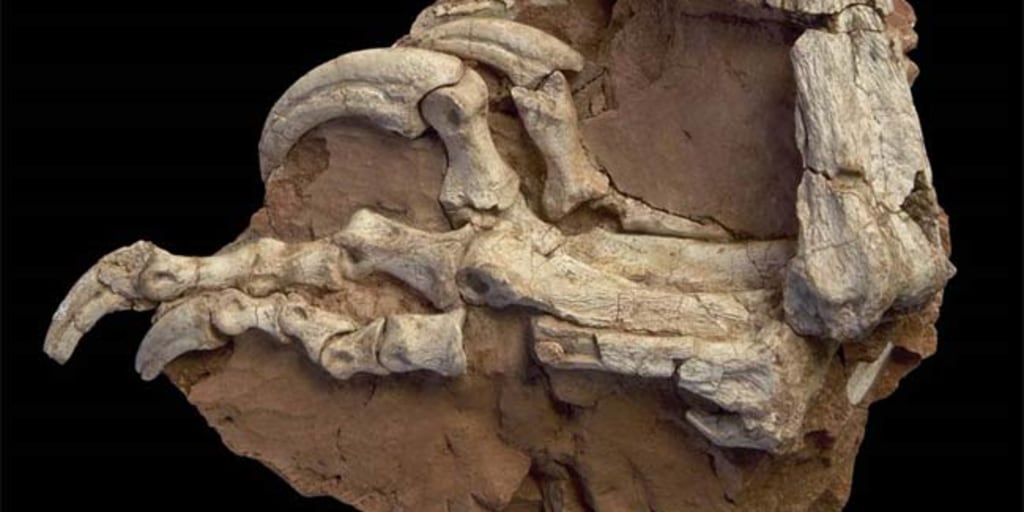 balaur bondoc skeleton