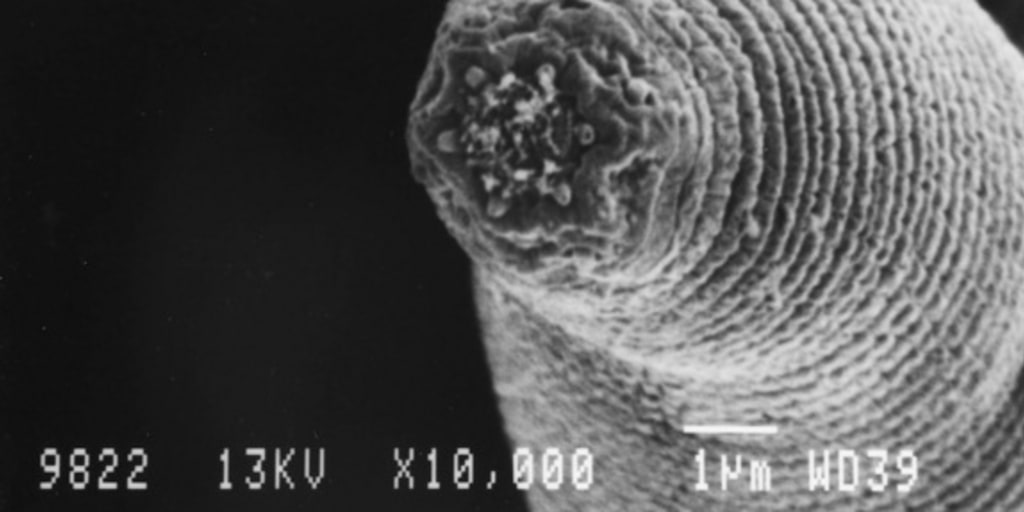 pleomorphic bacteria worm