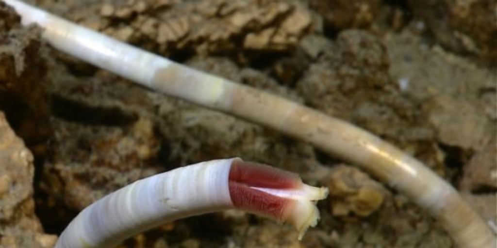 Tube Worms Tube Worm | Annelid | Britannica