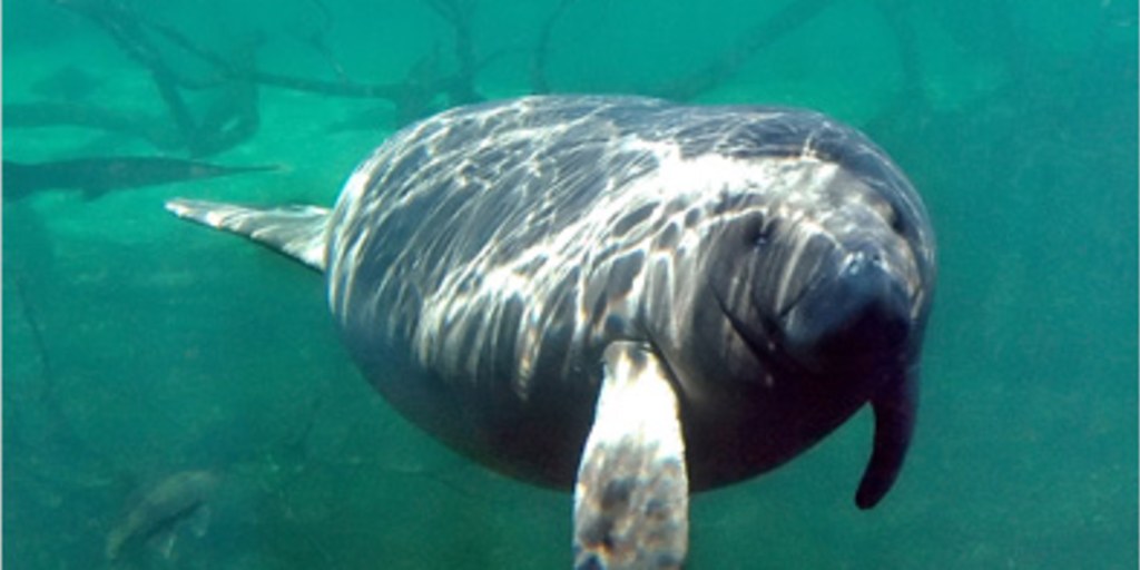 are manatees aggressive