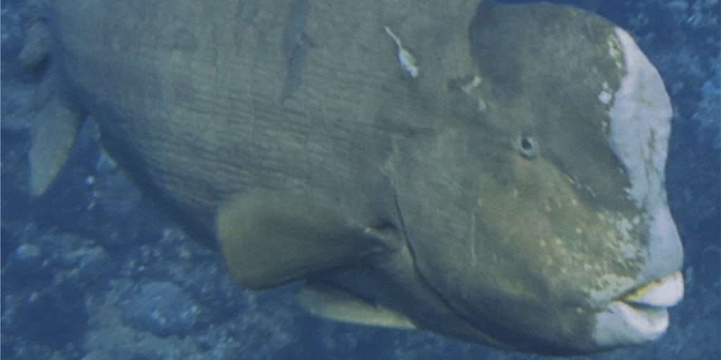 do parrot fish attack humans