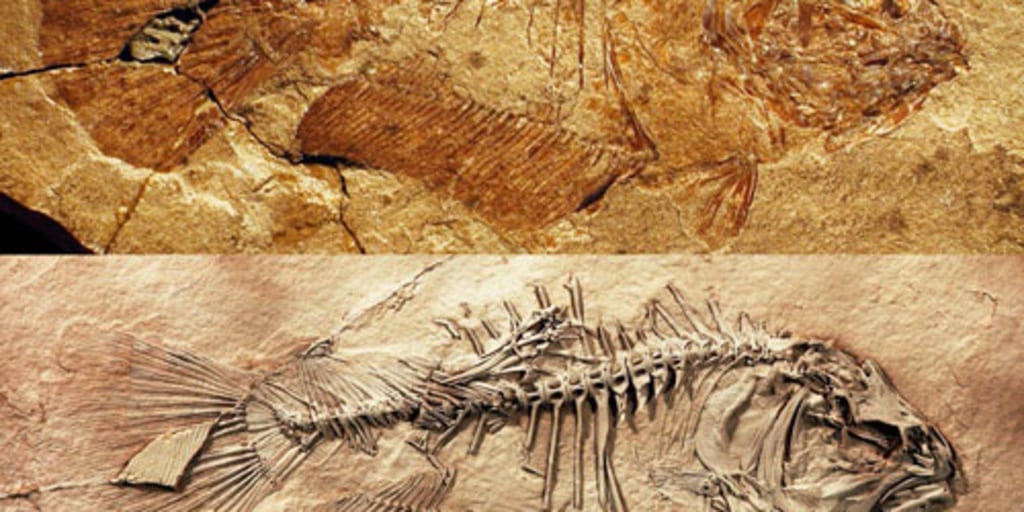 flat faced fish extinct