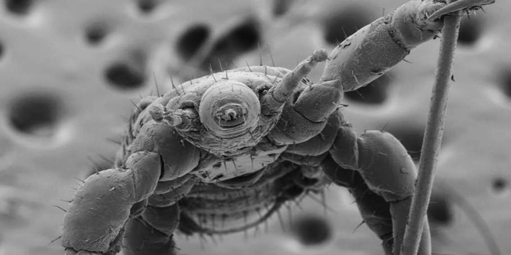 flea head under microscope