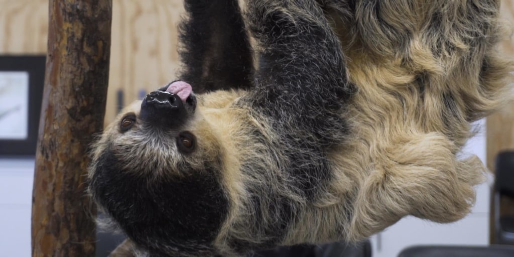 sloth standing upright