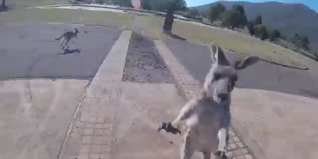 kangaroo attacks glider