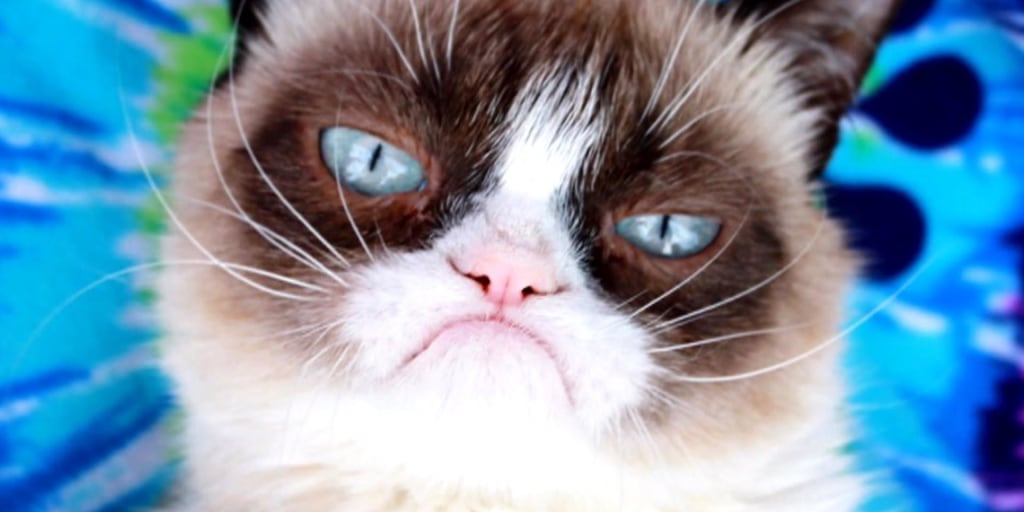 grumpy cat face reveal