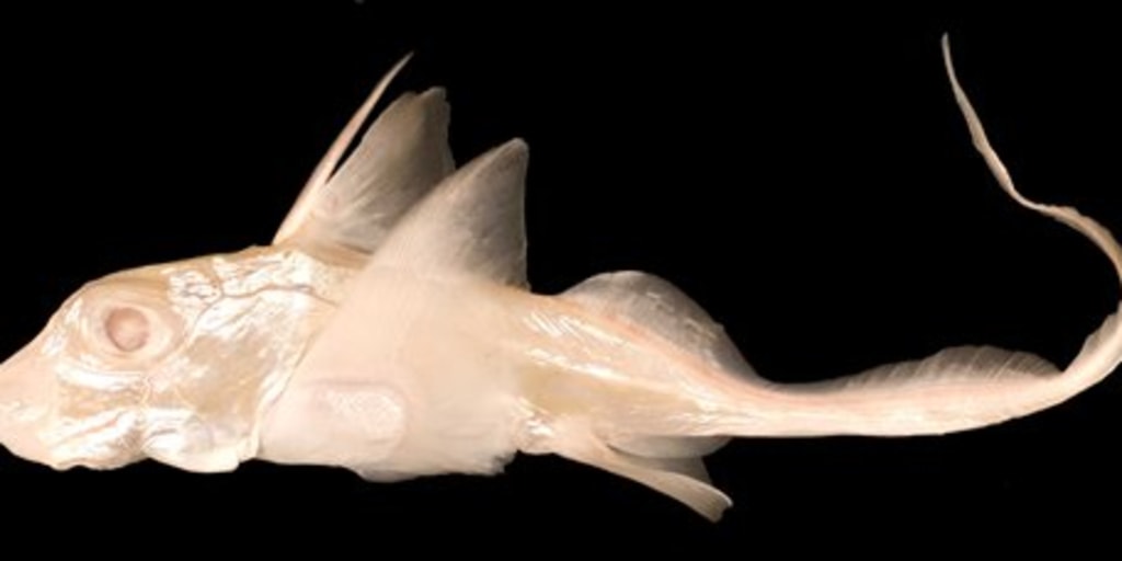 Ratfish Size Ratfish Hi Res Stock Photography And Images Alamy