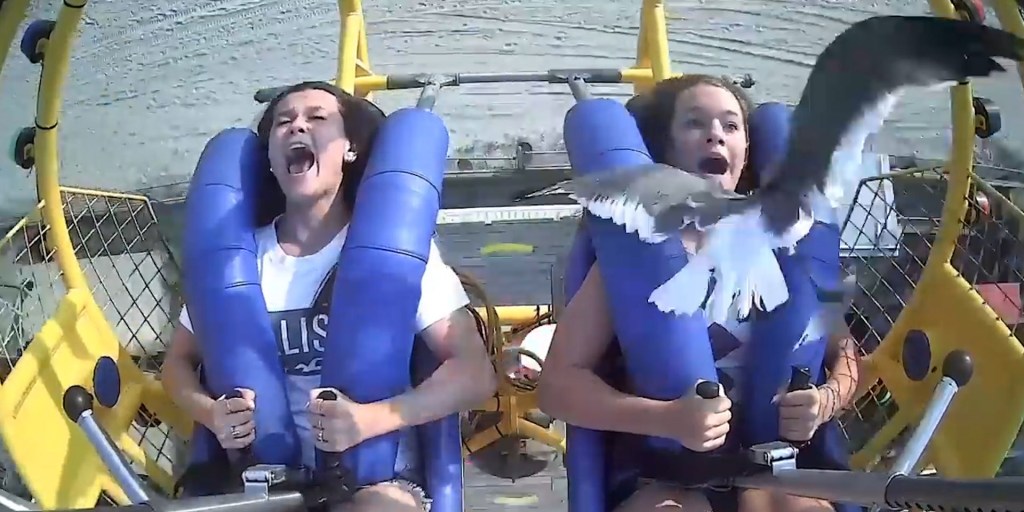 roller coaster seagull