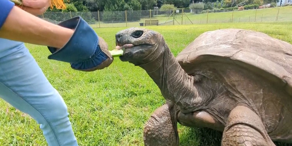 Biggest Tortoise In The World Record