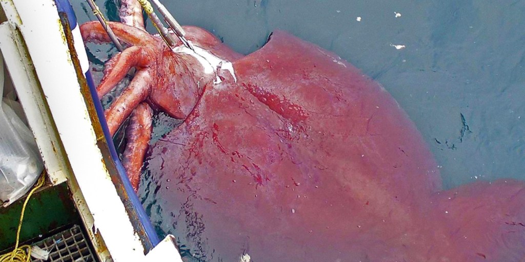 how to make the surprise giant squid