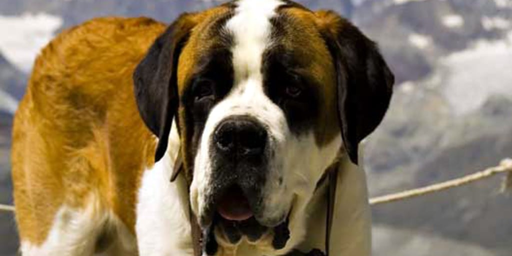 st bernard bite force