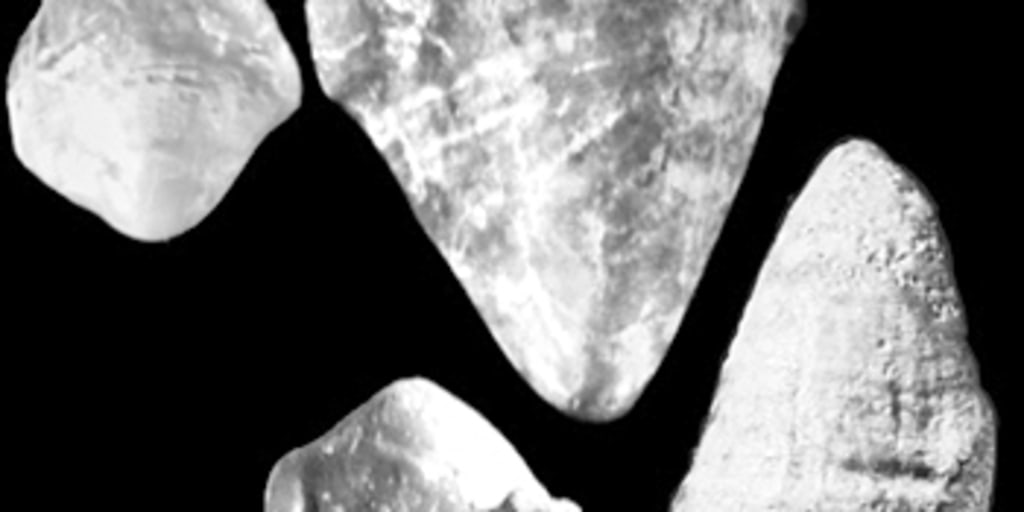 early human sharp teeth