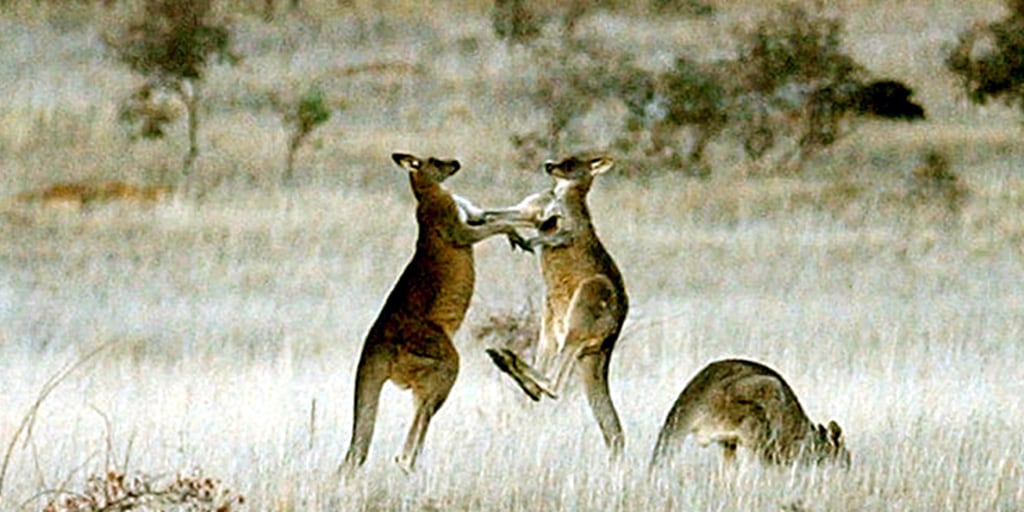 angry kangaroo