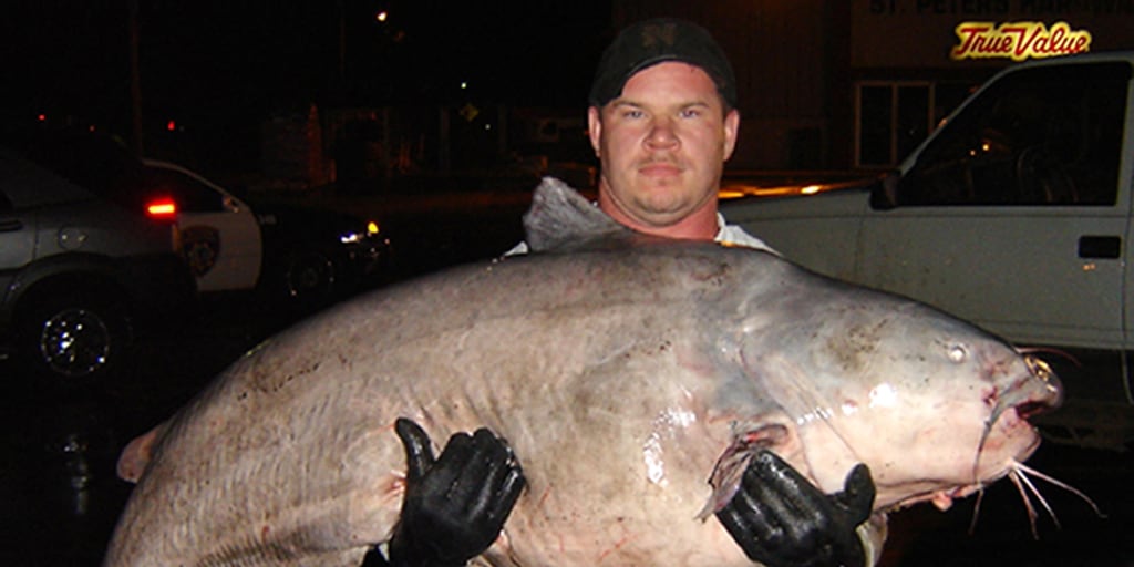 huge catfish catch