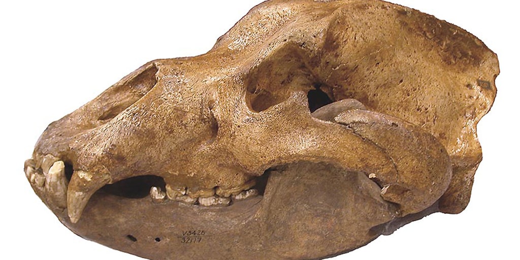 extinct cave bear