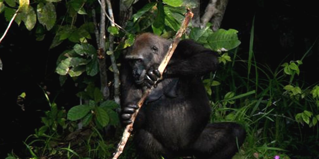 gorilla released into wild