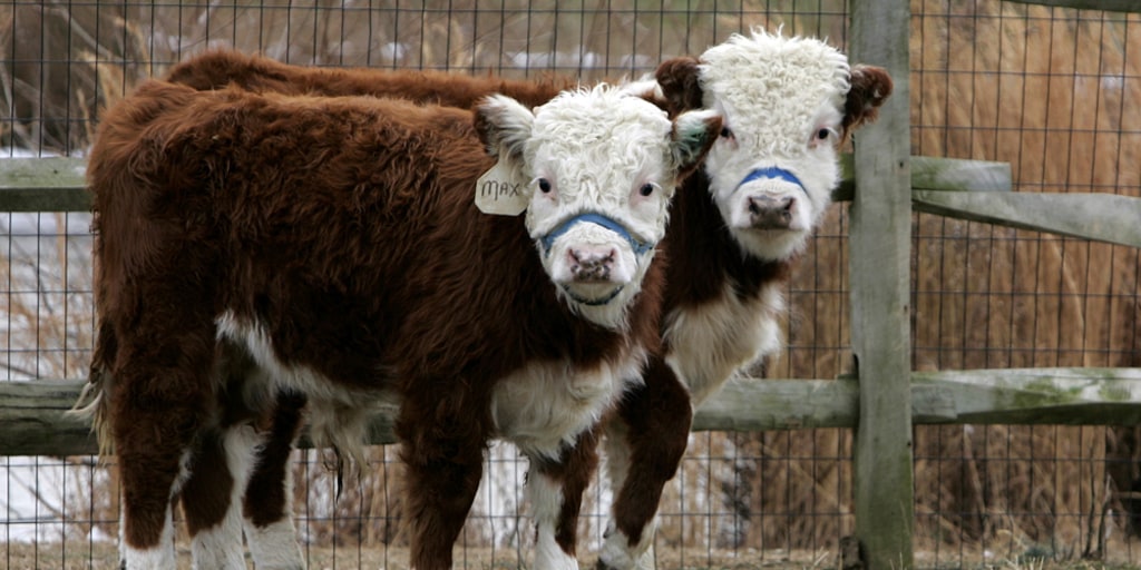 dwarf cows name